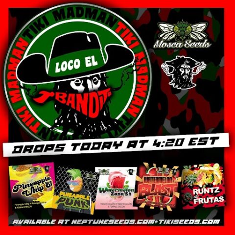 Pineapple Punk (Loose Pack) | Tiki Seeds